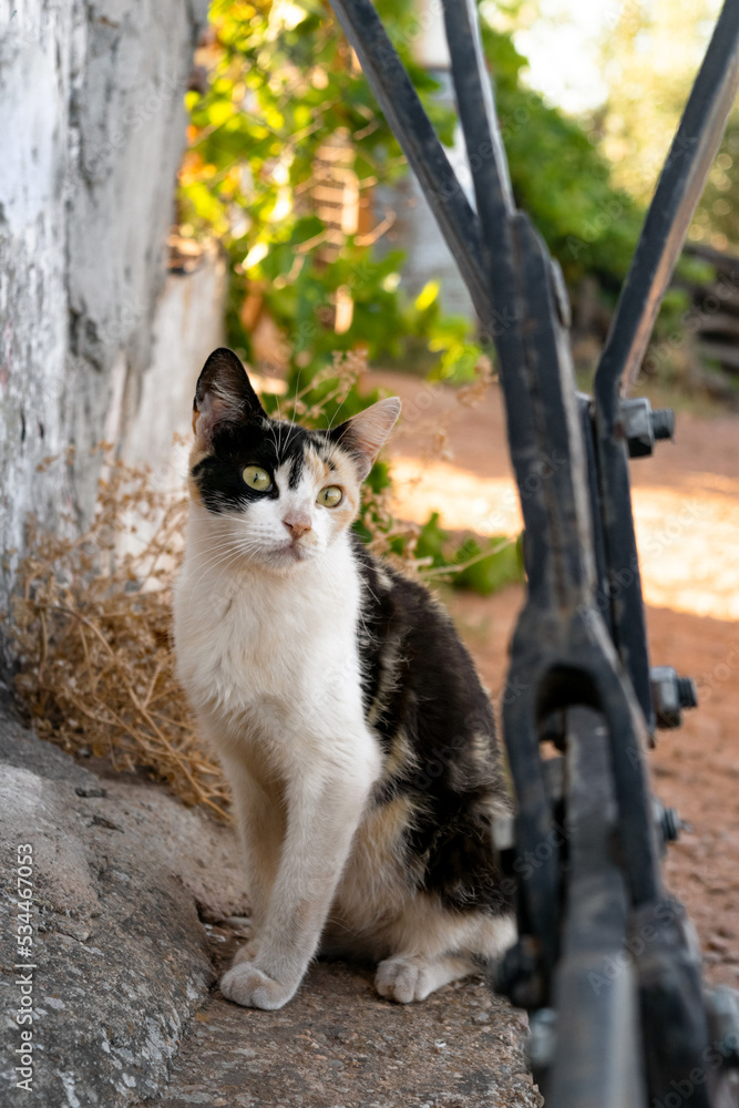 gato mira con recelo escondido detrás de una estructura metalica en una ...