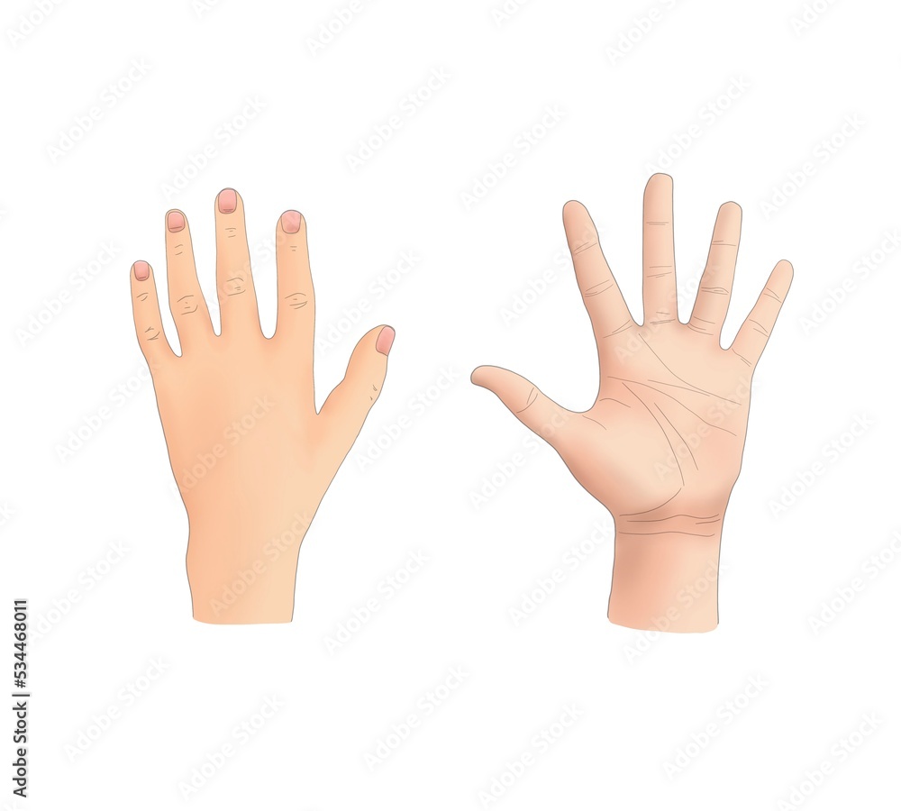 illustration of biology, drawing of human hands and fingers, Anatomy of ...