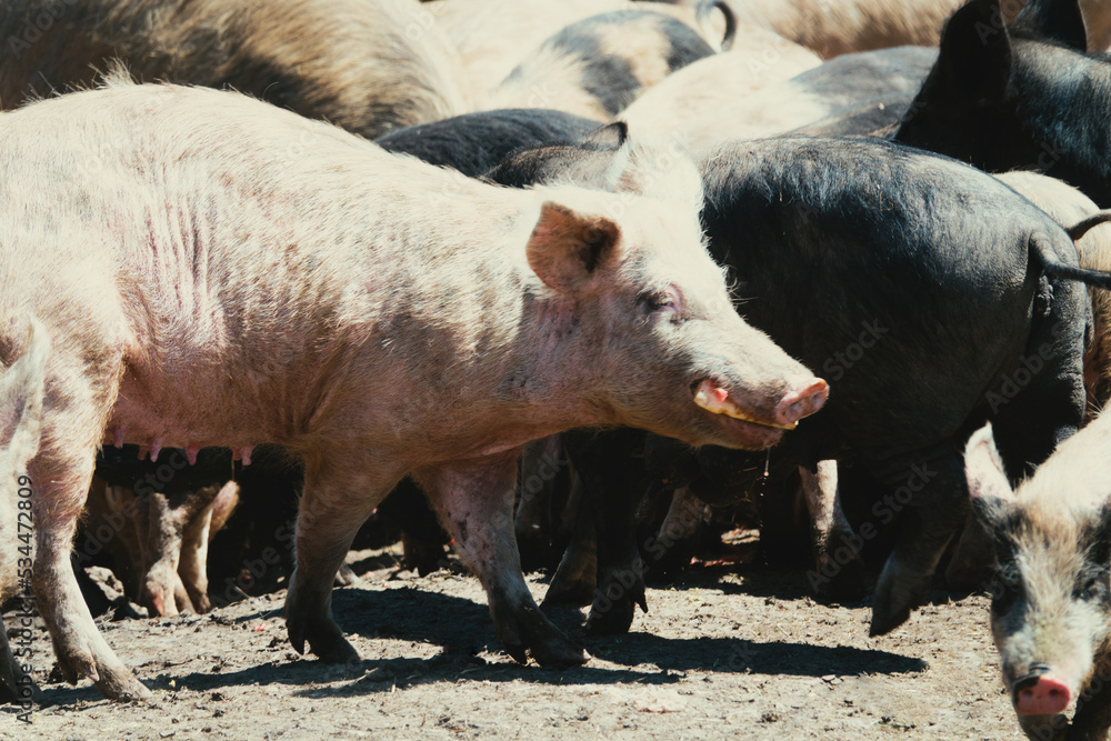 Swine husbandry. Ukrainian steppe pock-marked breed of pigs. Based on ...