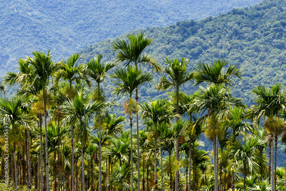 Areca catechu tree on mountain Stock Photo | Adobe Stock