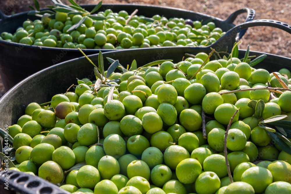 Collection of the manzanilla olive in a rustic village of a village ...