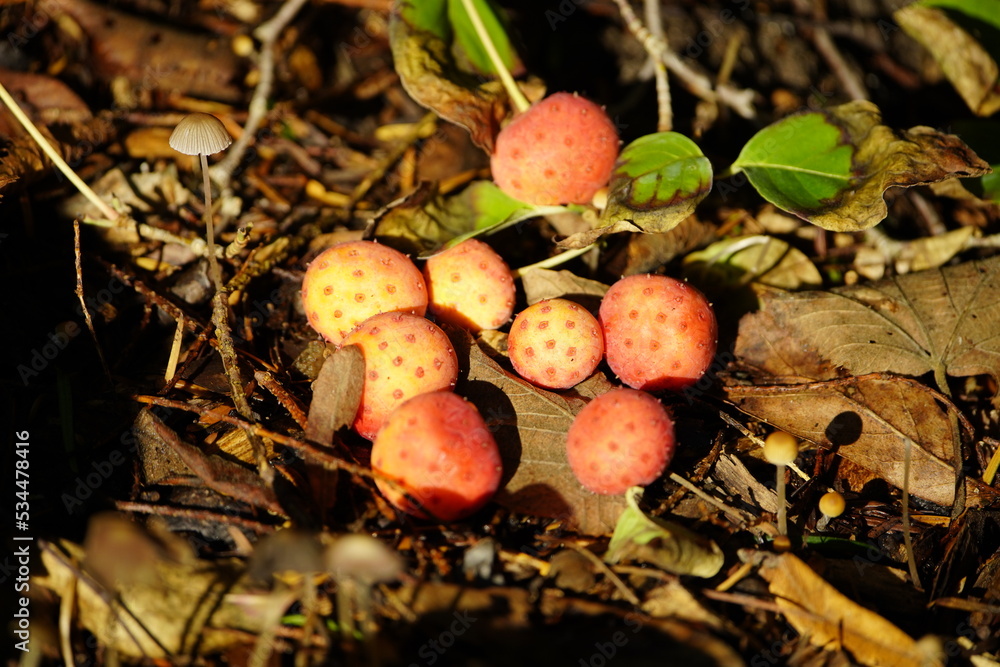 Fruit of Cornus kousa the Kousa dogwood, is a small deciduous tree ...