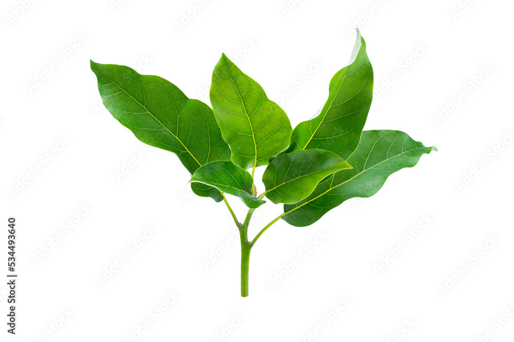 Branch of avocado tree isolated on white background. Full Depth of ...