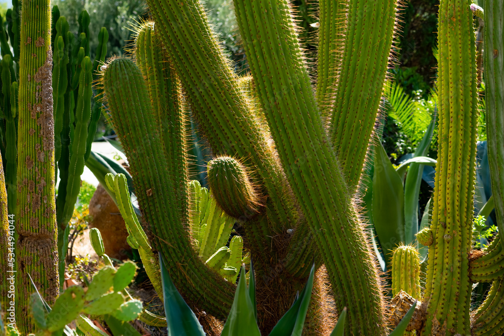 Various tall cacti in a garden or park on Capri Island Italy in ...