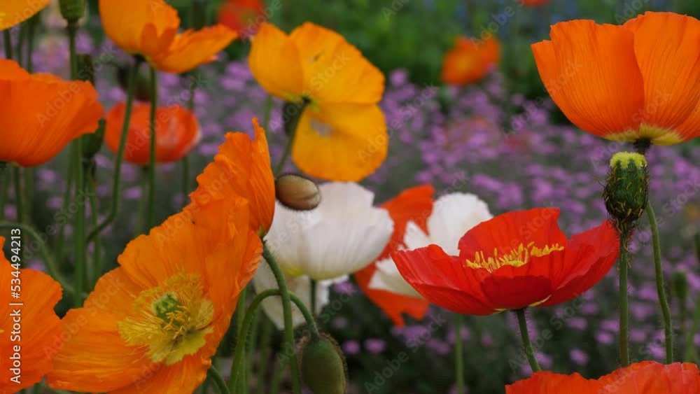 Papaver croceum, also known as Ice poppy flowers Stock ビデオ | Adobe Stock
