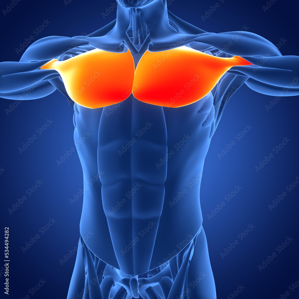 Human Muscular System Torso Muscles Pectoral Muscles Anatomy Stock ...