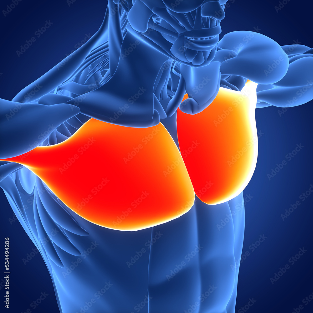 Human Muscular System Torso Muscles Pectoral Muscles Anatomy Stock ...