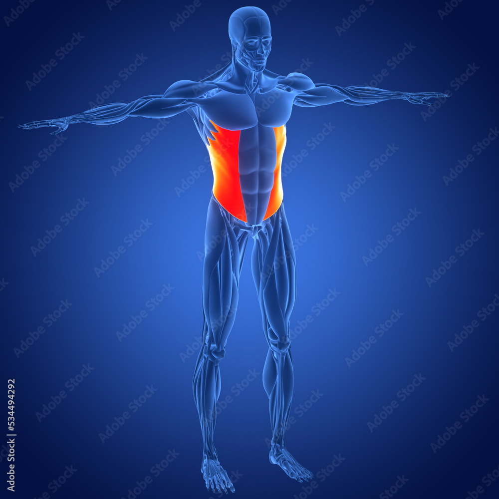 Human Muscular System Torso Muscles Abdominal External Oblique Muscle ...