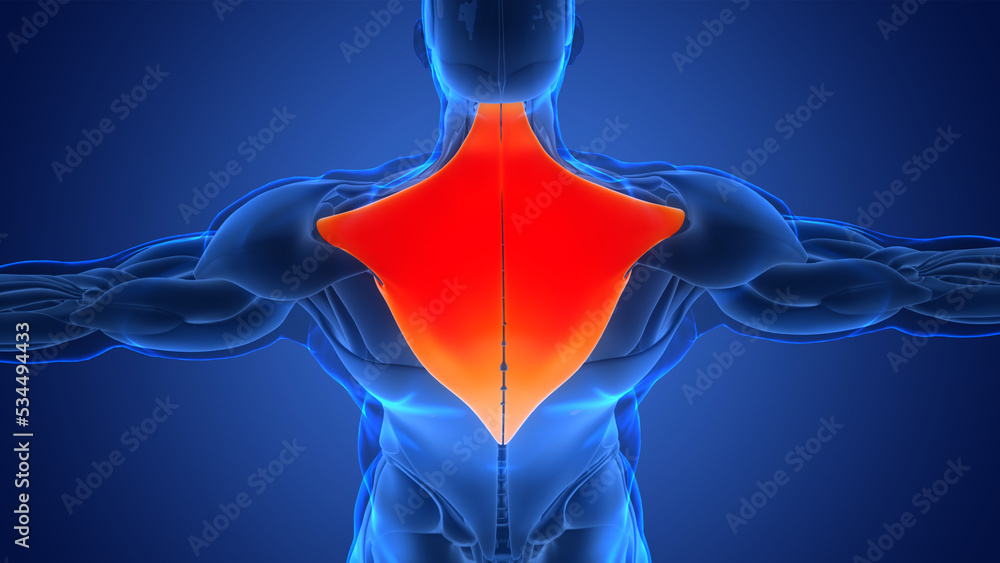 Photo & Art Print Human Muscular System Torso Muscles Trapezius Muscle ...