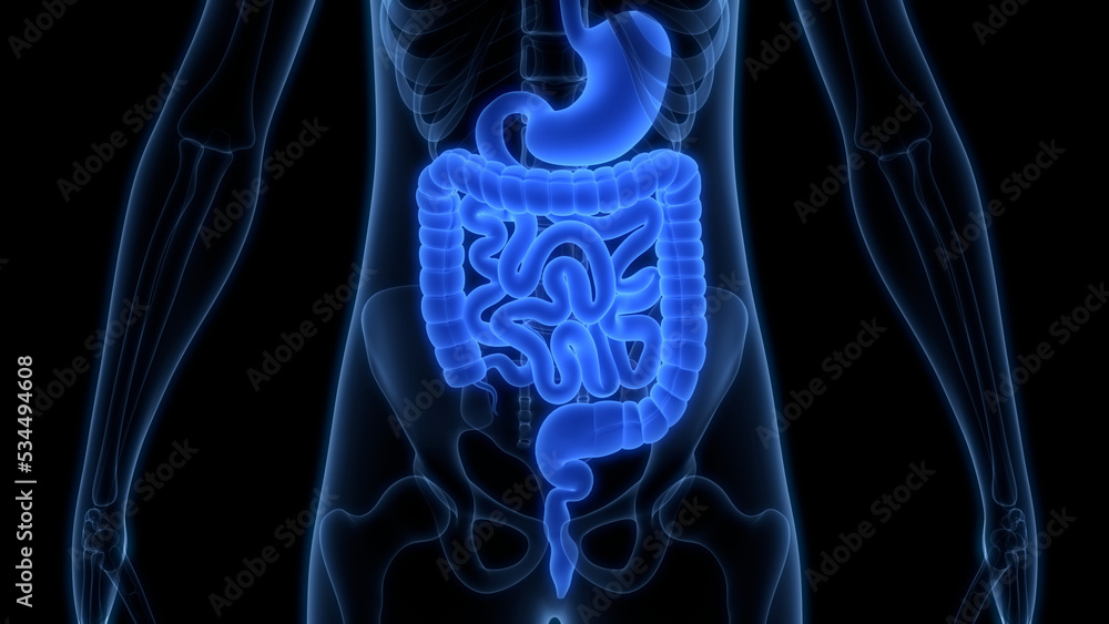 Human Digestive System Anatomy Stock Illustration | Adobe Stock