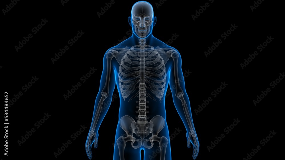 Human Skeleton System Bone Joints Anatomy Stock Illustration | Adobe Stock