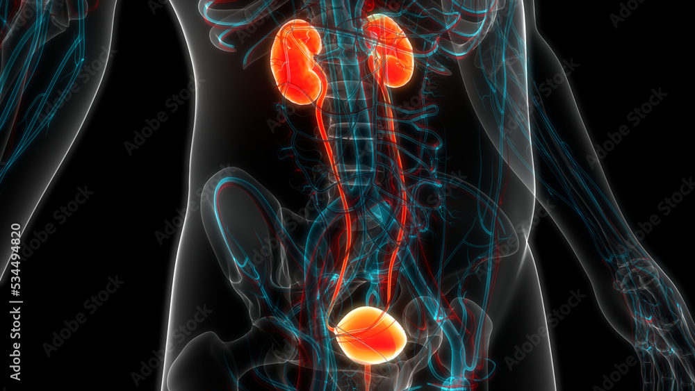 Human Urinary System Kidneys with Bladder Anatomy Stock Illustration ...