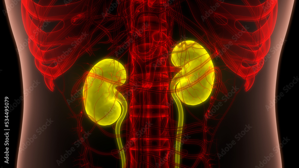 Human Urinary System Kidneys Anatomy Stock Illustration | Adobe Stock