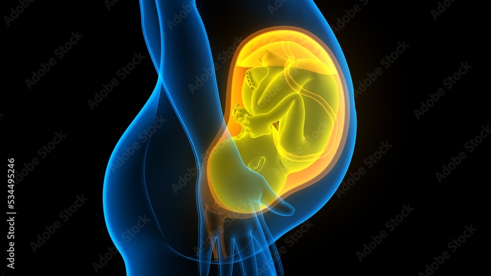 Human Fetus Baby in Womb Anatomy Stock Illustration | Adobe Stock