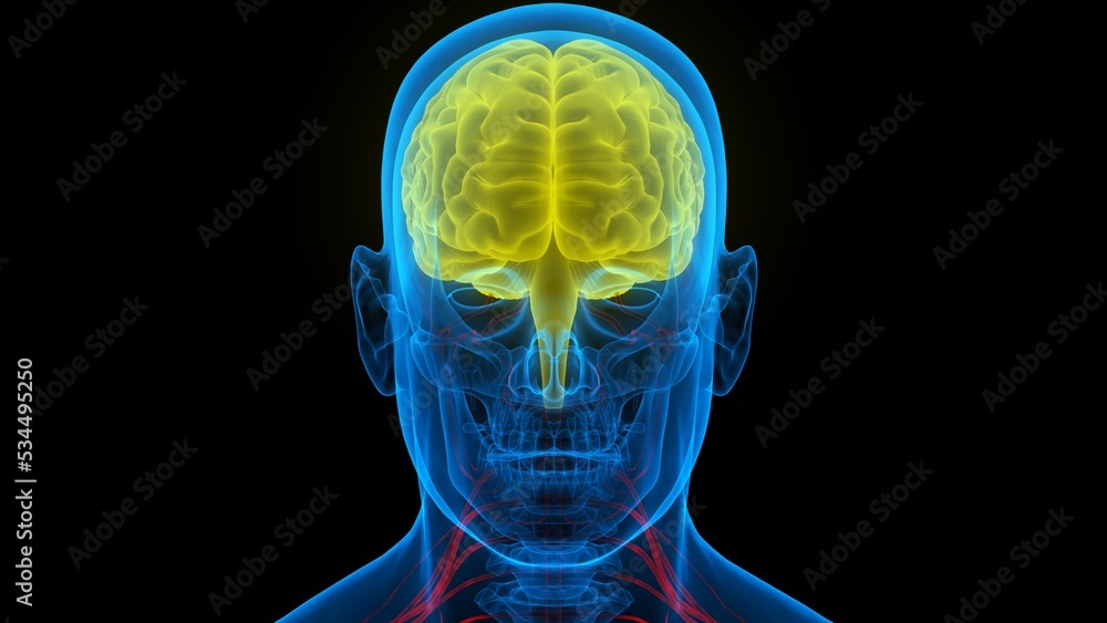 Central Organ of Human Nervous System Brain Anatomy Stock Illustration ...