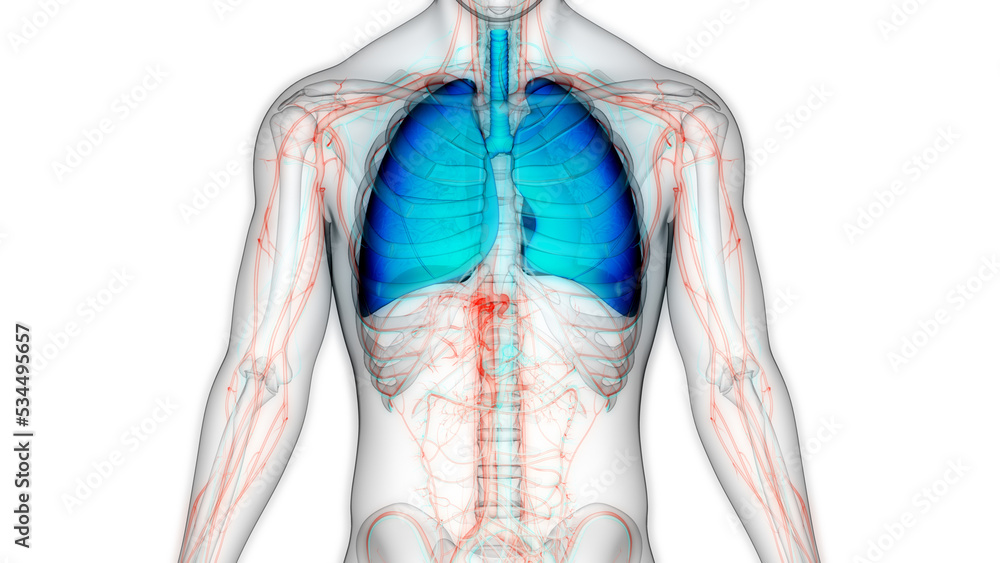 Human Respiratory System Lungs Anatomy Stock Illustration | Adobe Stock