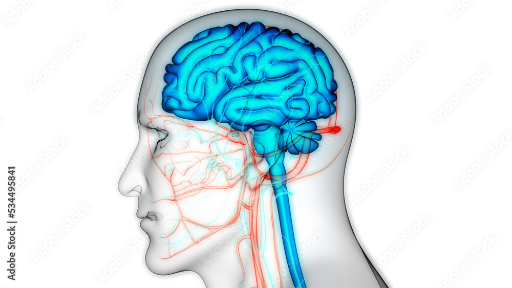 Central Organ of Human Nervous System Brain Anatomy Stock Illustration ...