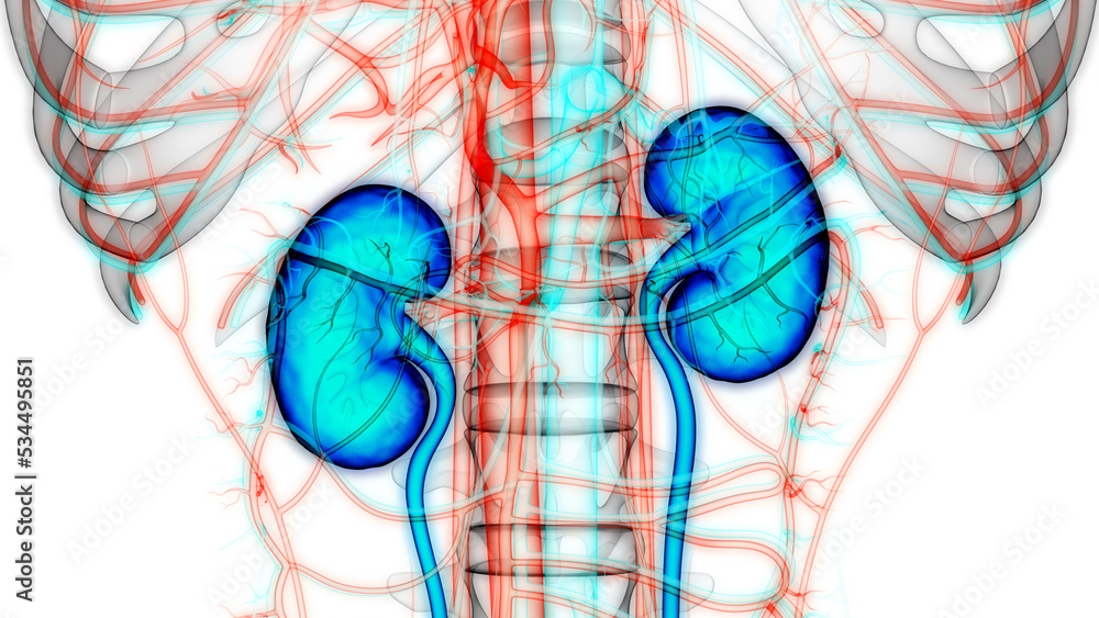 Human Urinary System Kidneys Anatomy Stock Illustration | Adobe Stock