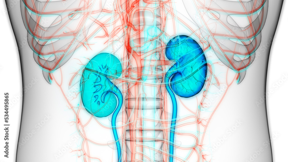 Human Urinary System Kidneys Anatomy Stock Illustration | Adobe Stock