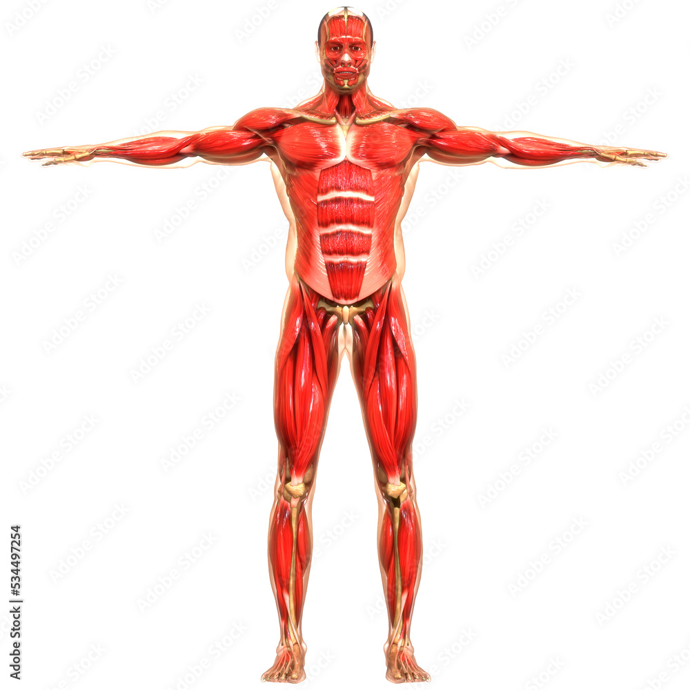 Human Body Muscular System Muscles Anatomy Stock Illustration | Adobe Stock