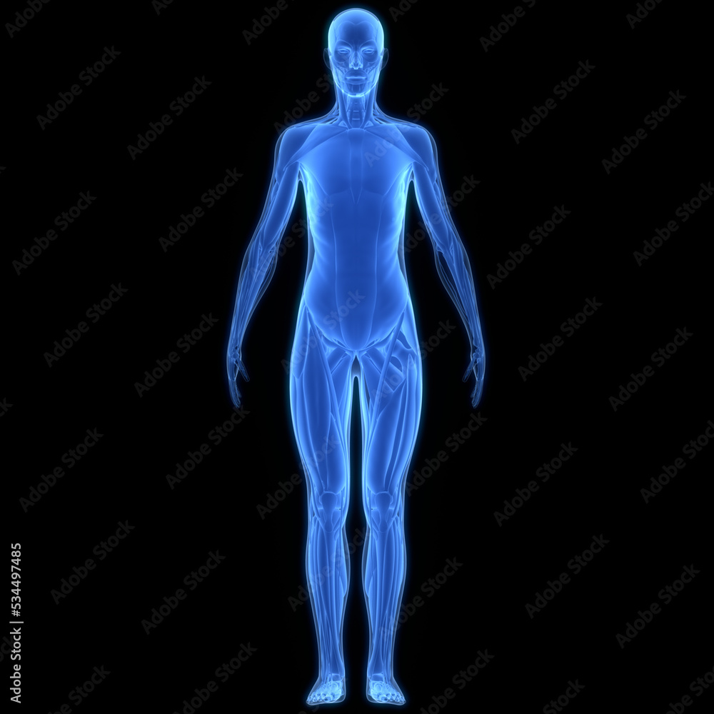 Human Body Muscular System Muscles Anatomy Stock Illustration | Adobe Stock