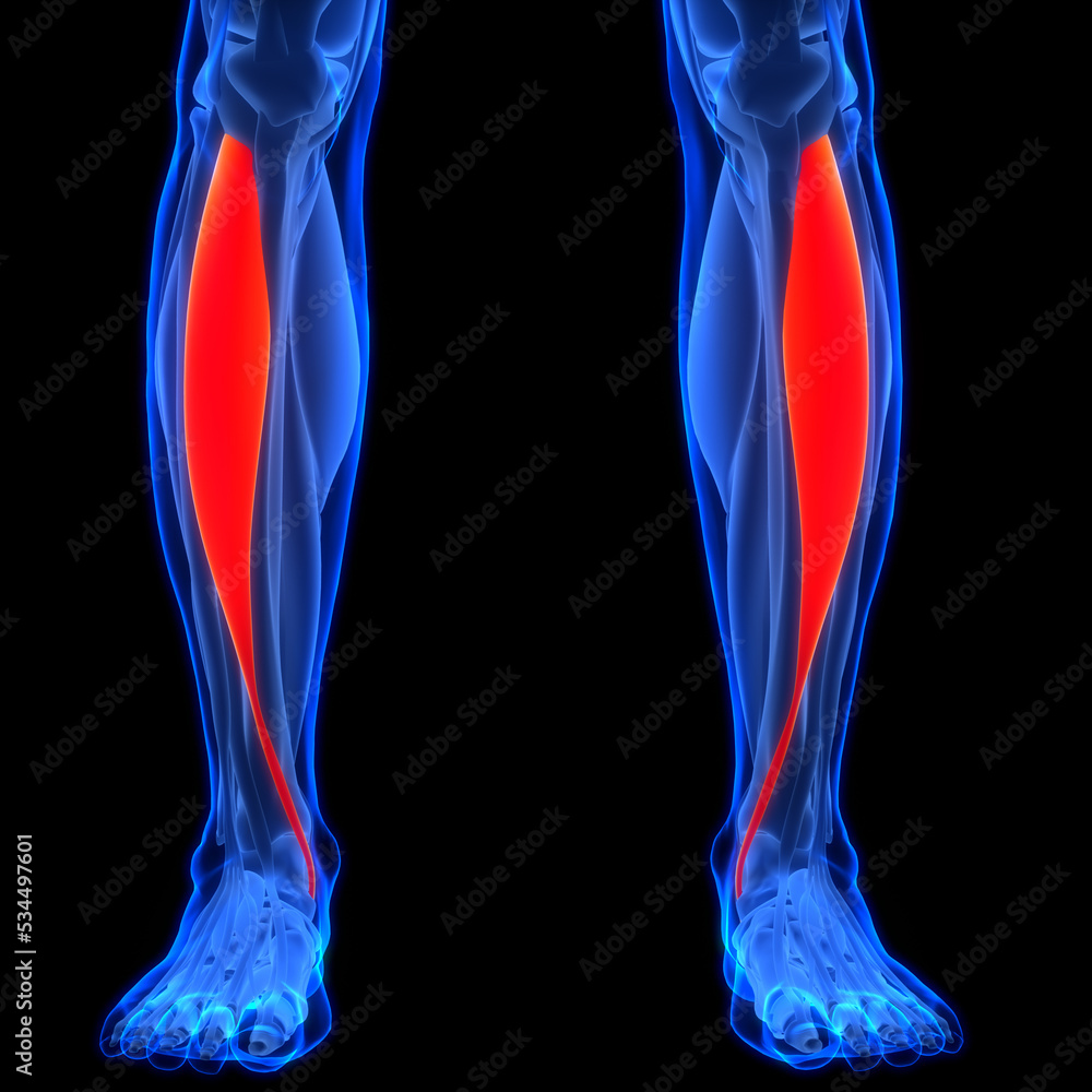 Human Muscular System Leg Muscles Tibialis Anterior Muscles Anatomy ...