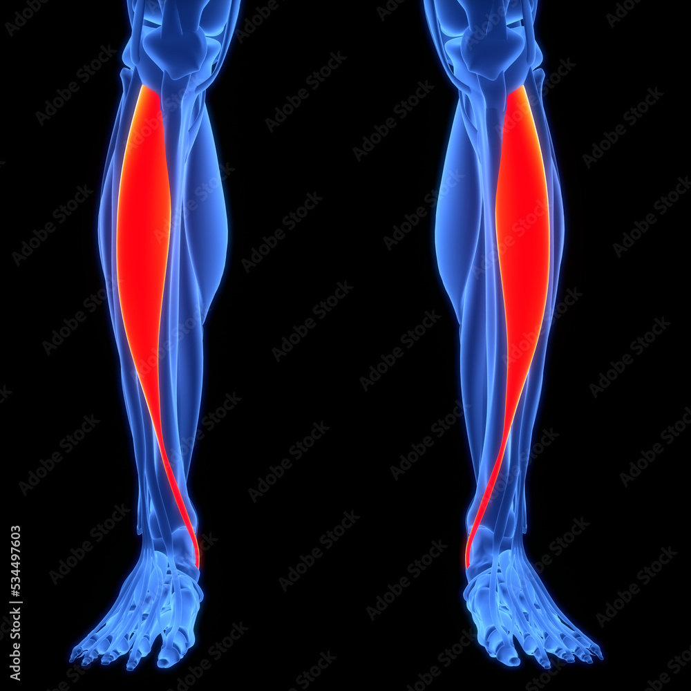 Human Muscular System Leg Muscles Tibialis Anterior Muscles Anatomy ...