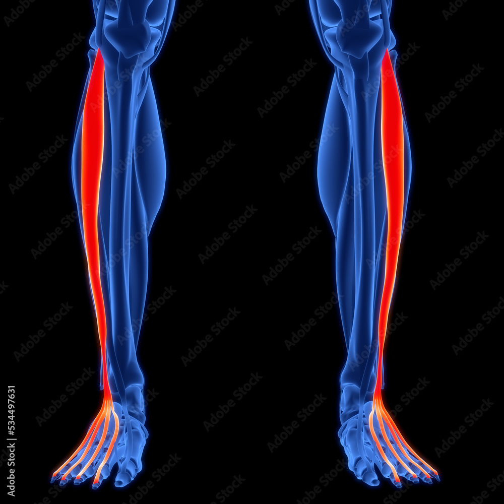 Human Muscular System Leg Muscles Extensor Digitorum Longus Muscles ...