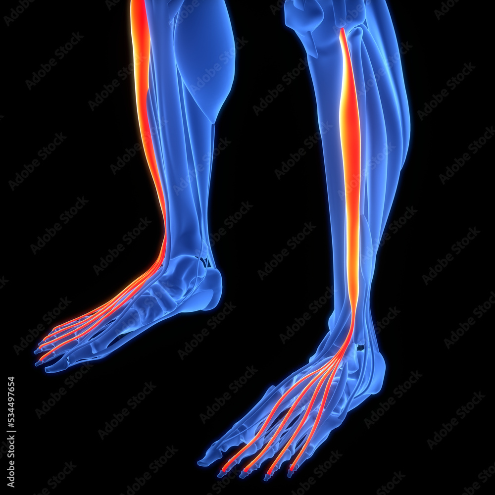 Human Muscular System Leg Muscles Extensor Digitorum Longus Muscles ...