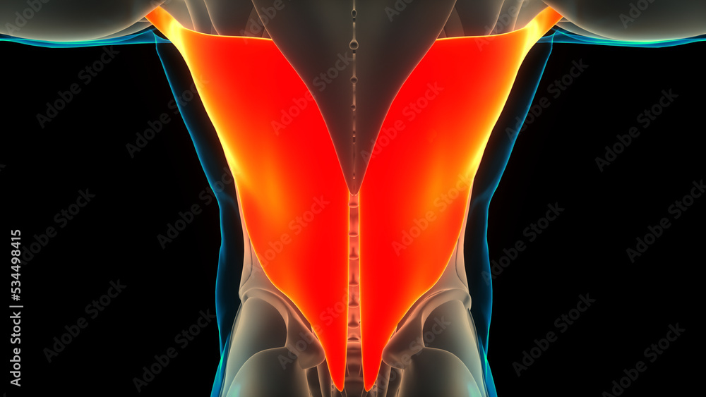 Human Muscular System Torso Muscles Latissimus Dorsi Muscle Anatomy ...