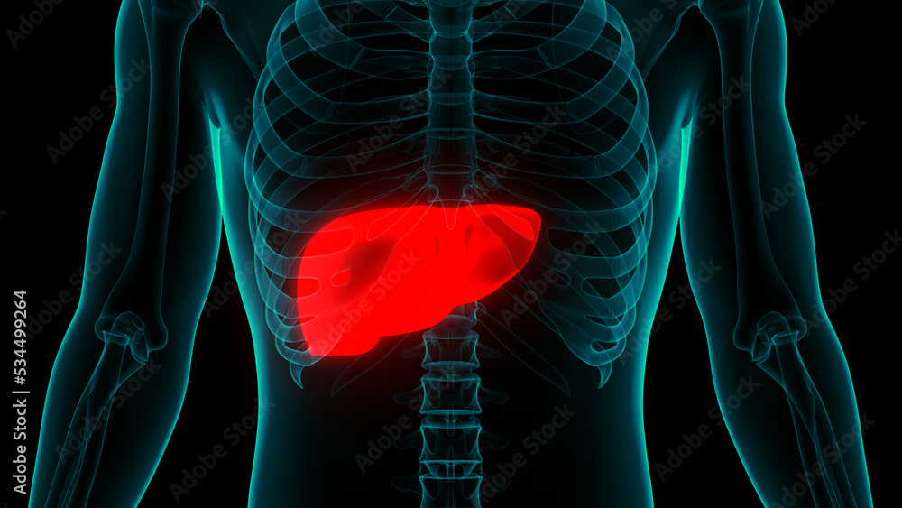 Human Internal Digestive Organ Liver Anatomy Stock Illustration | Adobe ...