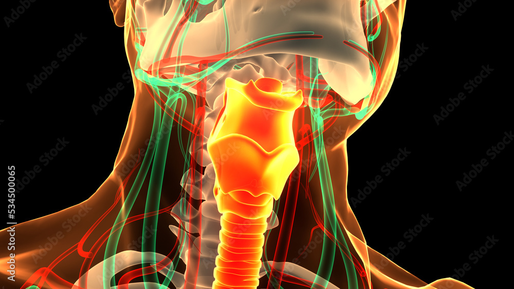 Human Respiratory System Larynx and Pharynx Anatomy Stock Illustration ...
