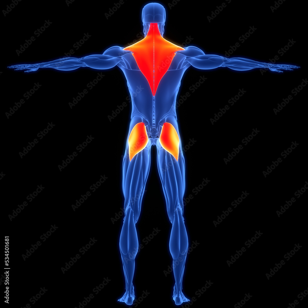 Human Muscular System Trapezius and Gluteus Maximus Muscles Anatomy ...