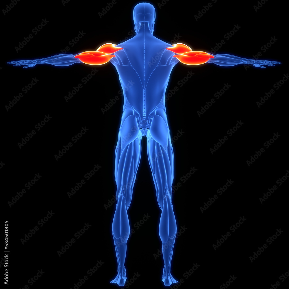 Human Muscular System Arm Muscles Deltoideus and Triceps Muscles ...