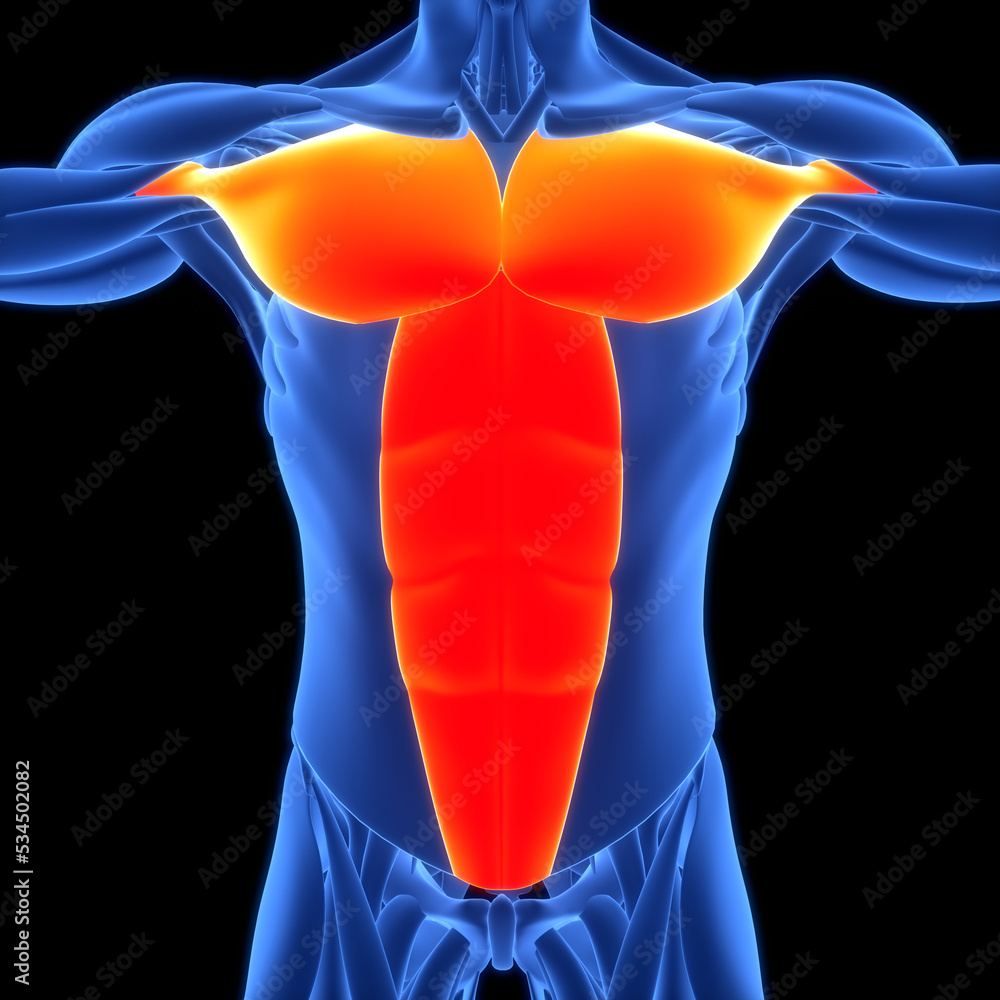 Human Muscular System Torso Muscles Pectoral and Rectus Abdominis ...