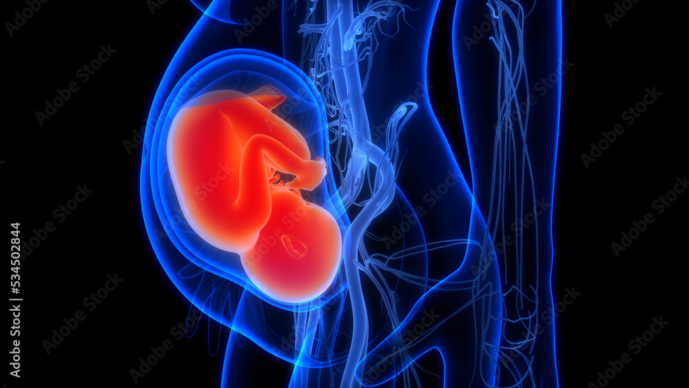 Human Fetus Baby in Womb Anatomy Stock Illustration | Adobe Stock