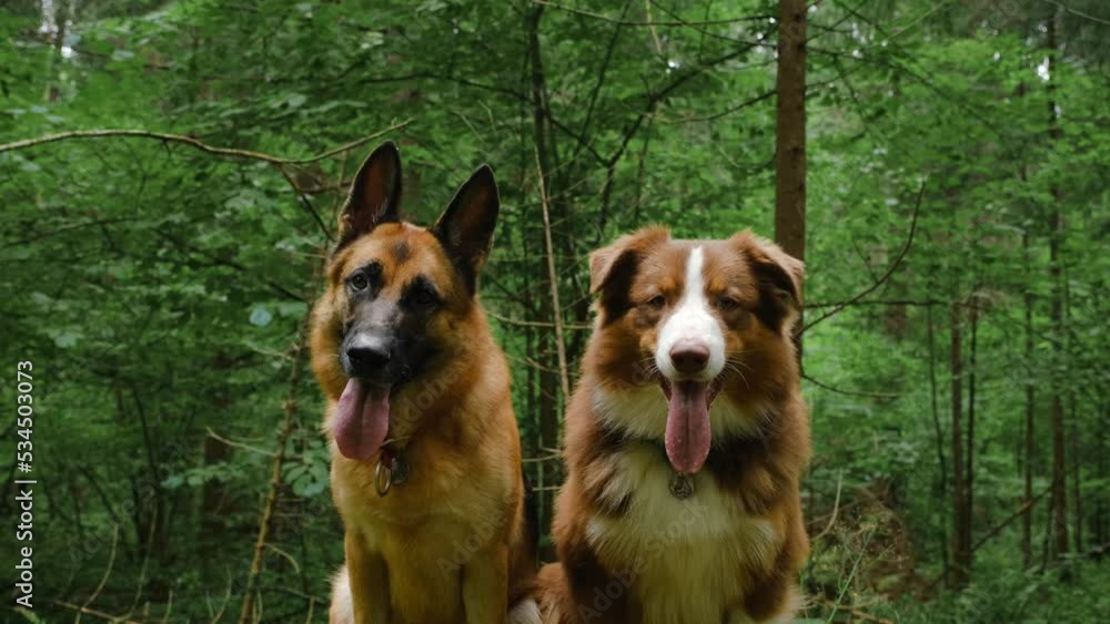 4K slow motion horizontal footage. Concept of pets in nature without ...