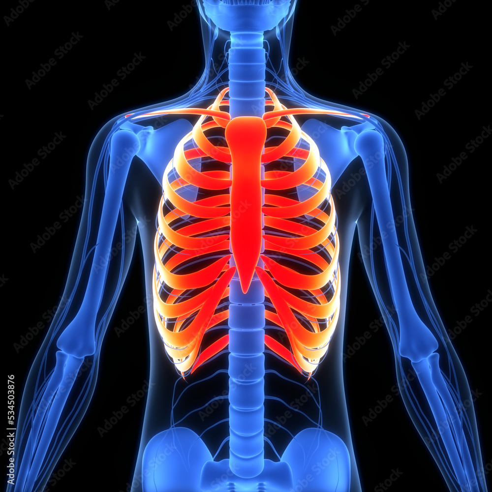 Human Skeleton System Rib Cage Bone Joints Anatomy Stock Illustration ...