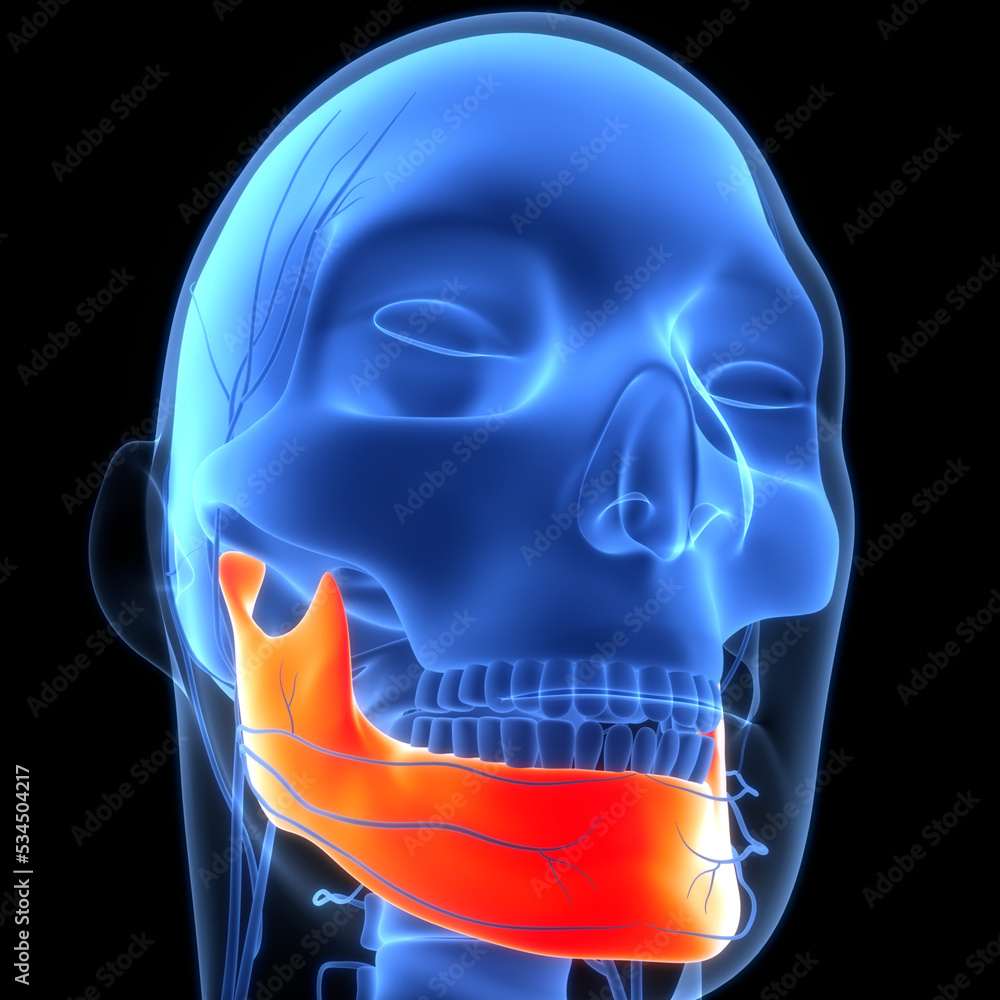 Human Skeleton System Skull Bone Parts Mandible Anatomy Stock ...
