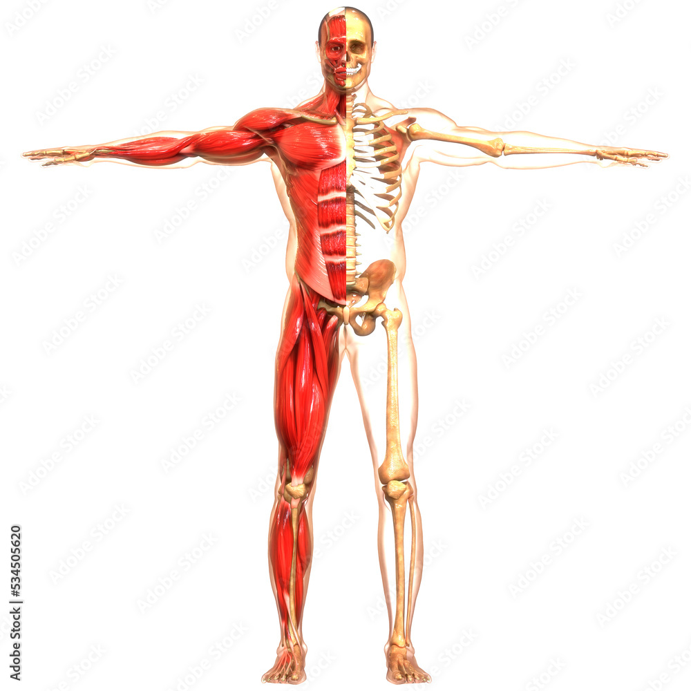 Human Muscular System Muscles Anatomy Stock Illustration | Adobe Stock