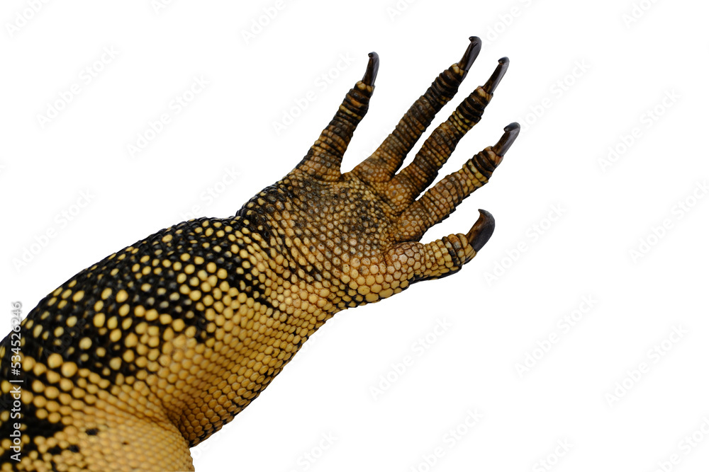 PNG image of Varanus Salvator hand, finger, commonly known as Asian ...
