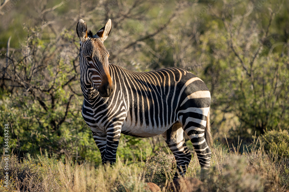 Cape mountain zebra (Equus zebra zebra). Karoo, Beaufort West, Western ...