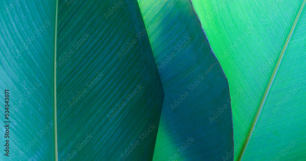 exotic tropical botanical background fresh emerald green leaves plant ...