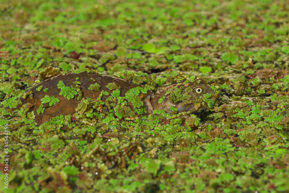 Scientific name: Lissemys punctata vittata Common name: Indian ...