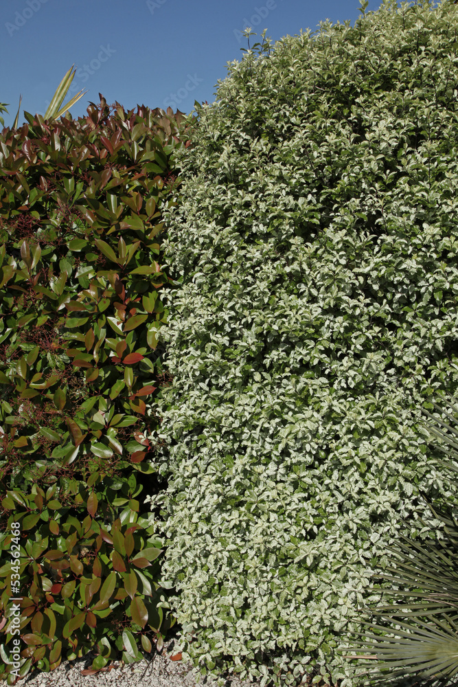 Haie de photinia et Pittosporum tenuifolium variegatum Stock Photo ...