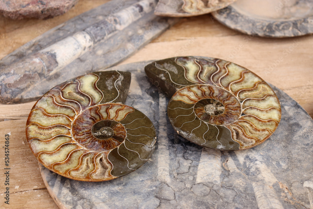 Inside of Ammonites, extinct cephalopod mollusk fossils Stock Photo ...