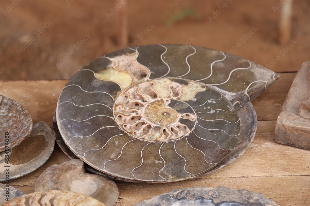 Inside of Ammonites, extinct cephalopod mollusk fossils Stock Photo ...