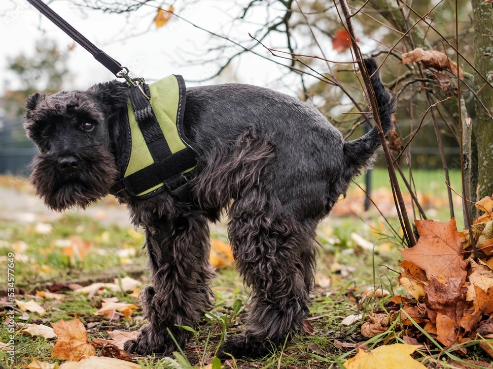 dog pooping outside on the grass funny dog pooping, funny dogs poop ...