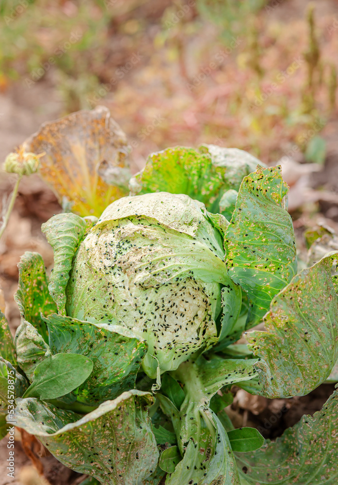 Cabbage in the agriculture field, eaten by slugs. Sick cabbage leaves ...