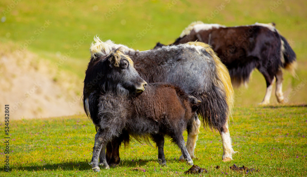 A herd of yaks graze in the mountains. Himalayan big yak in a beautiful ...